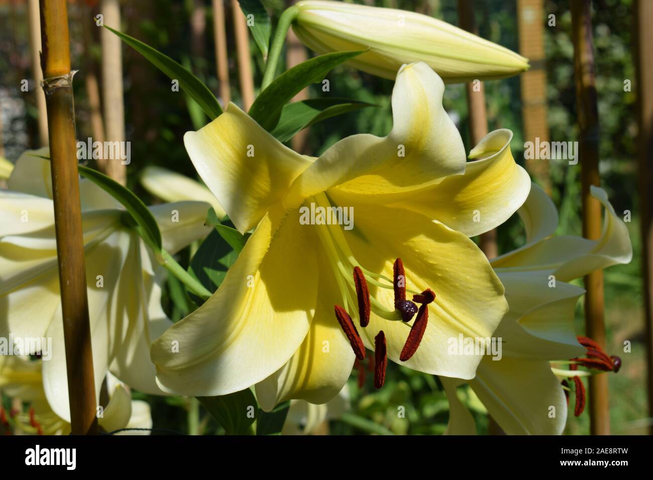 Lilium Conca d'Or Stock Photo - Alamy