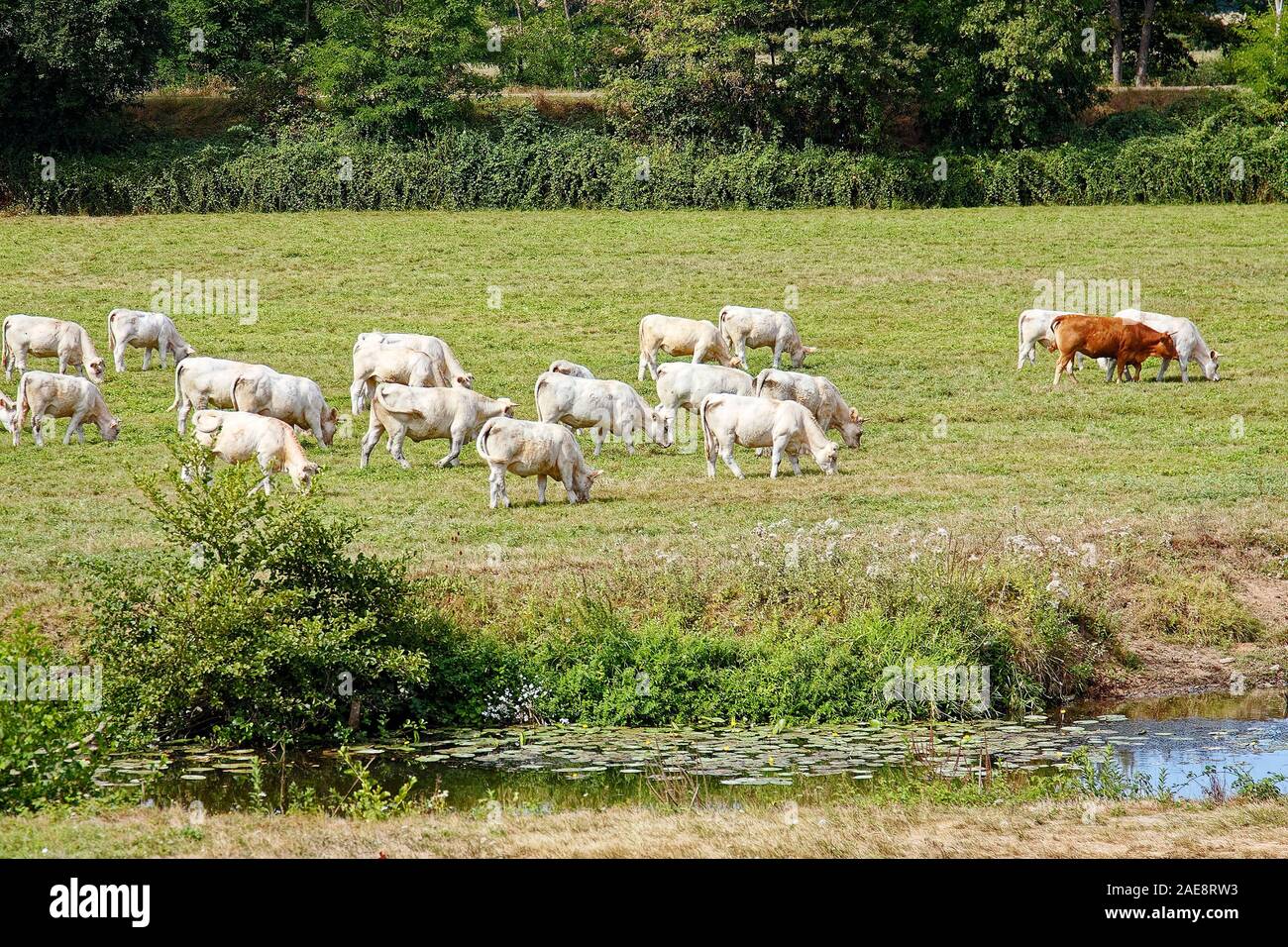 Stream farm hi-res stock photography and images - Alamy