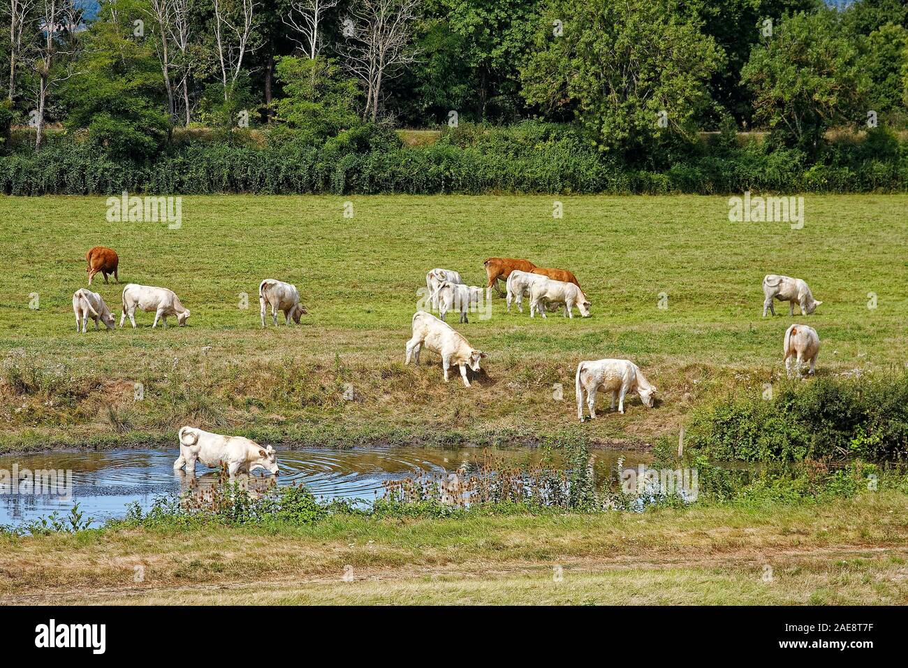 Brown cows stream hi-res stock photography and images - Alamy