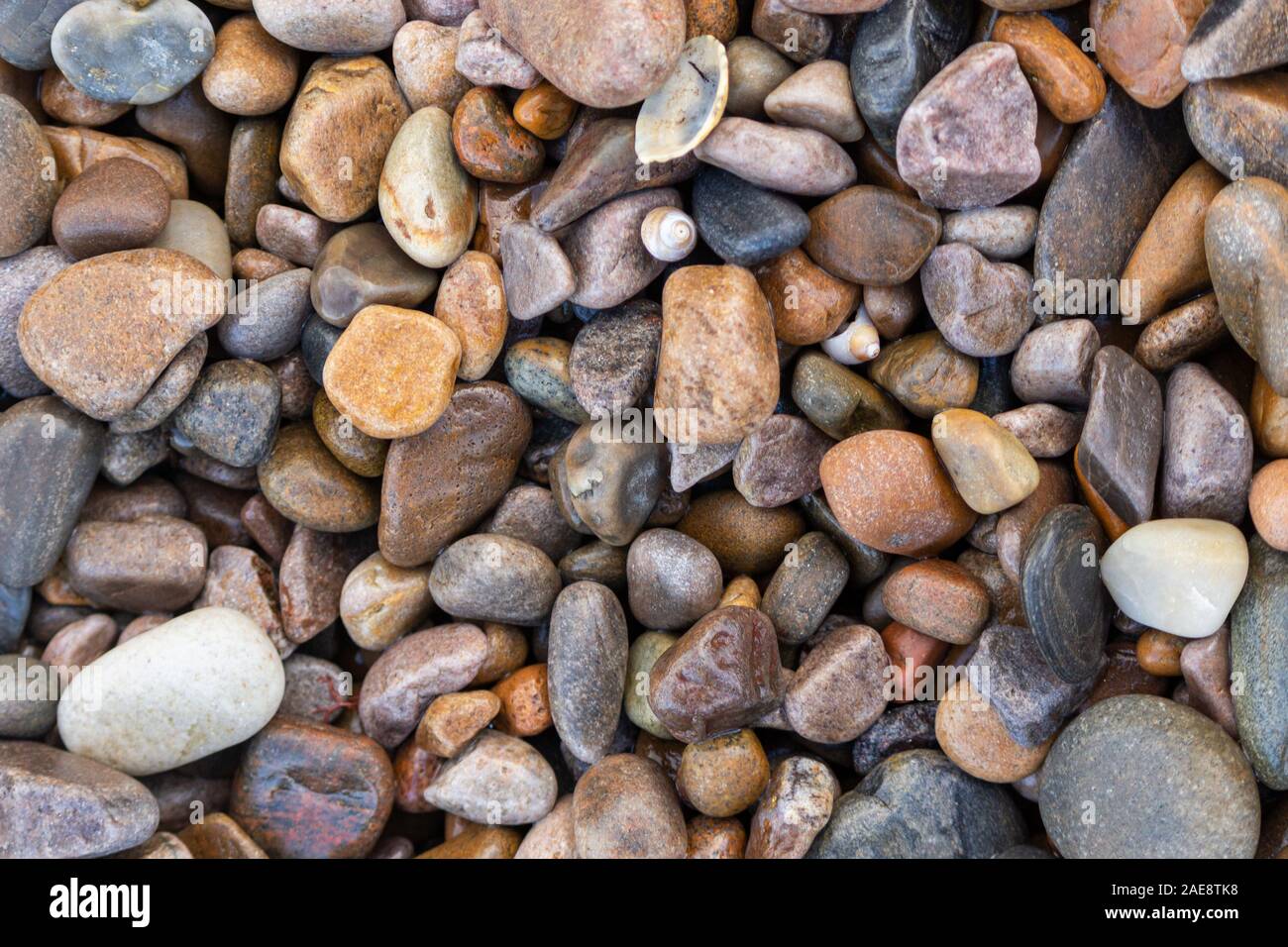 Pebble and shell textures on the beach Stock Photo - Alamy