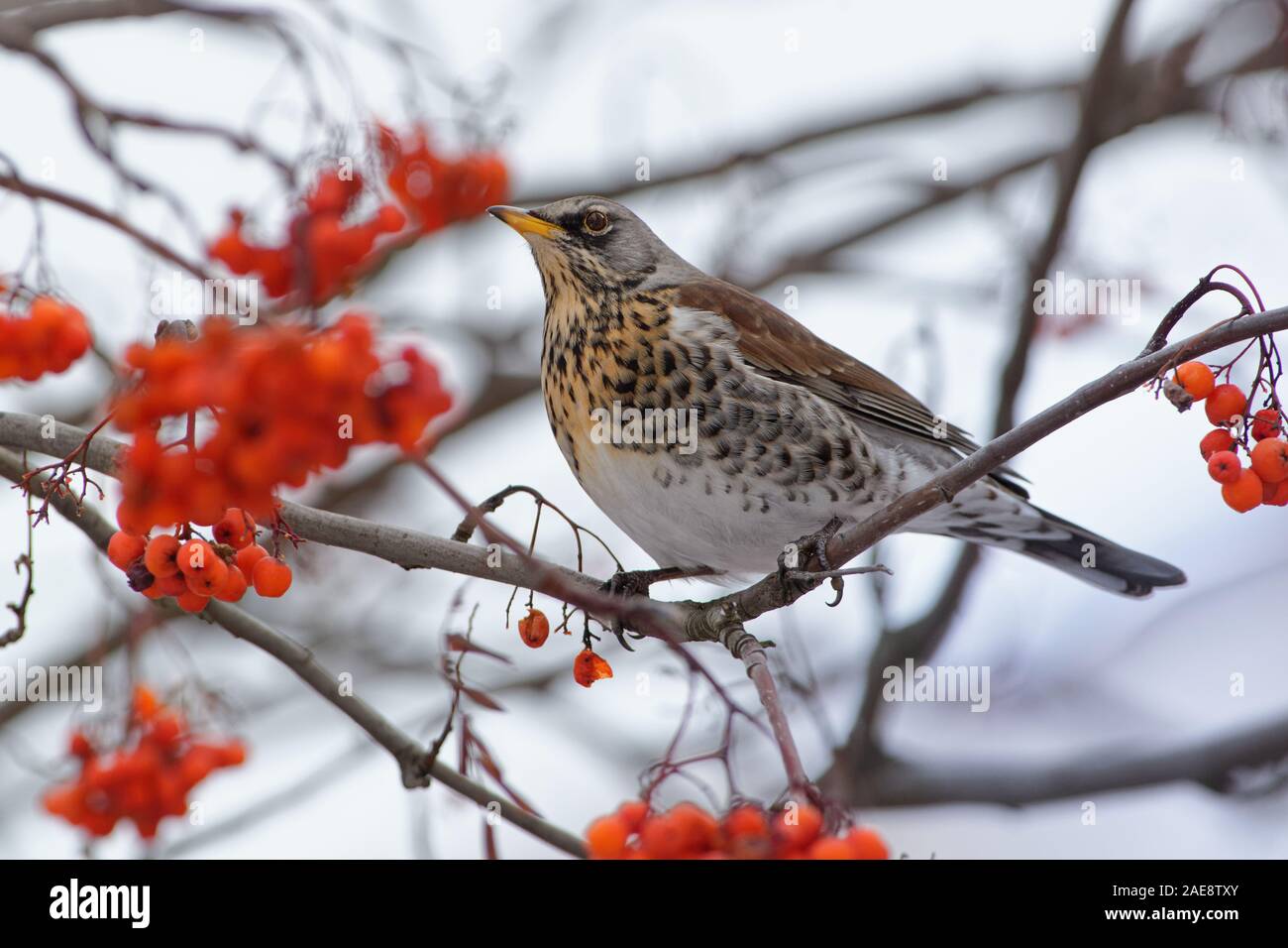 Female fieldfare hi-res stock photography and images - Alamy
