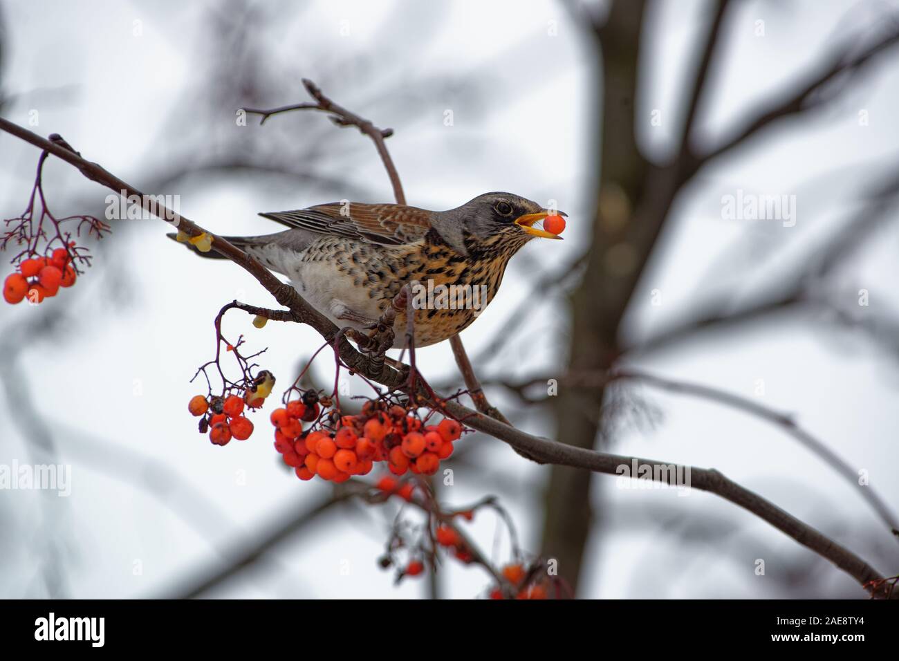 Member of the thrush family hi-res stock photography and images - Alamy