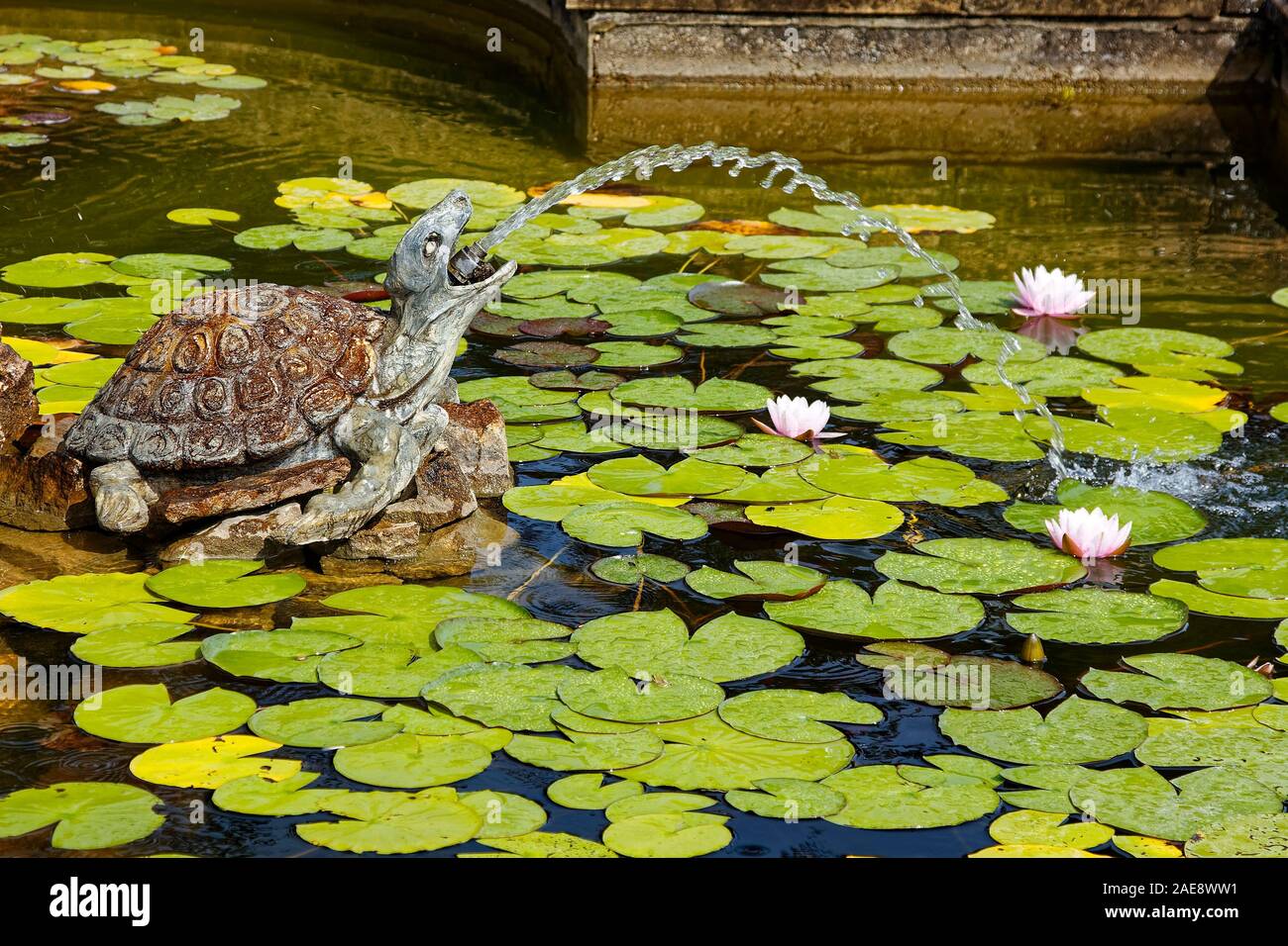 fountain head close-up, turtle, water spouting from mouth, water lilies ...