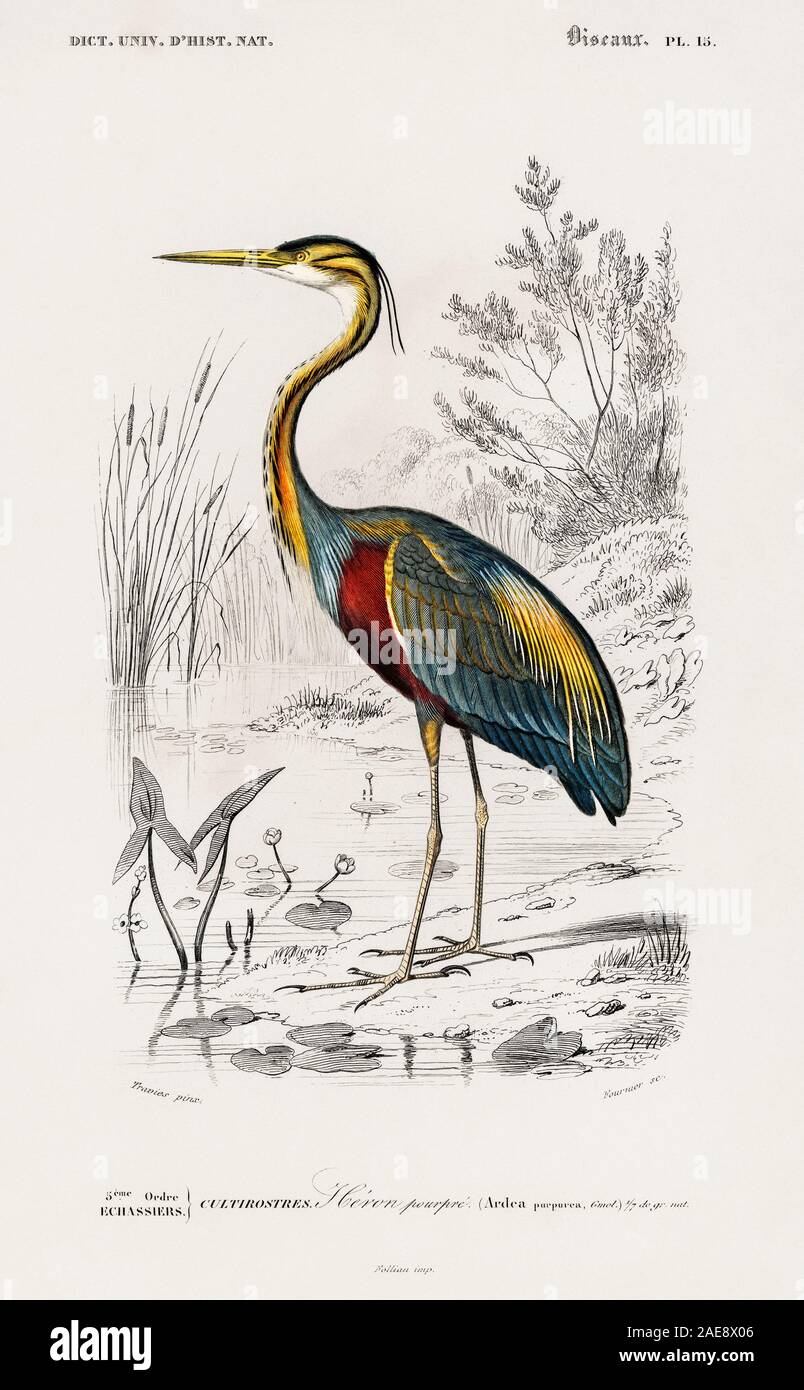 vintage natural history illustration Stock Photo - Alamy