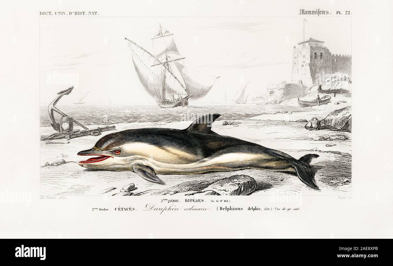 vintage natural history illustration Stock Photo - Alamy