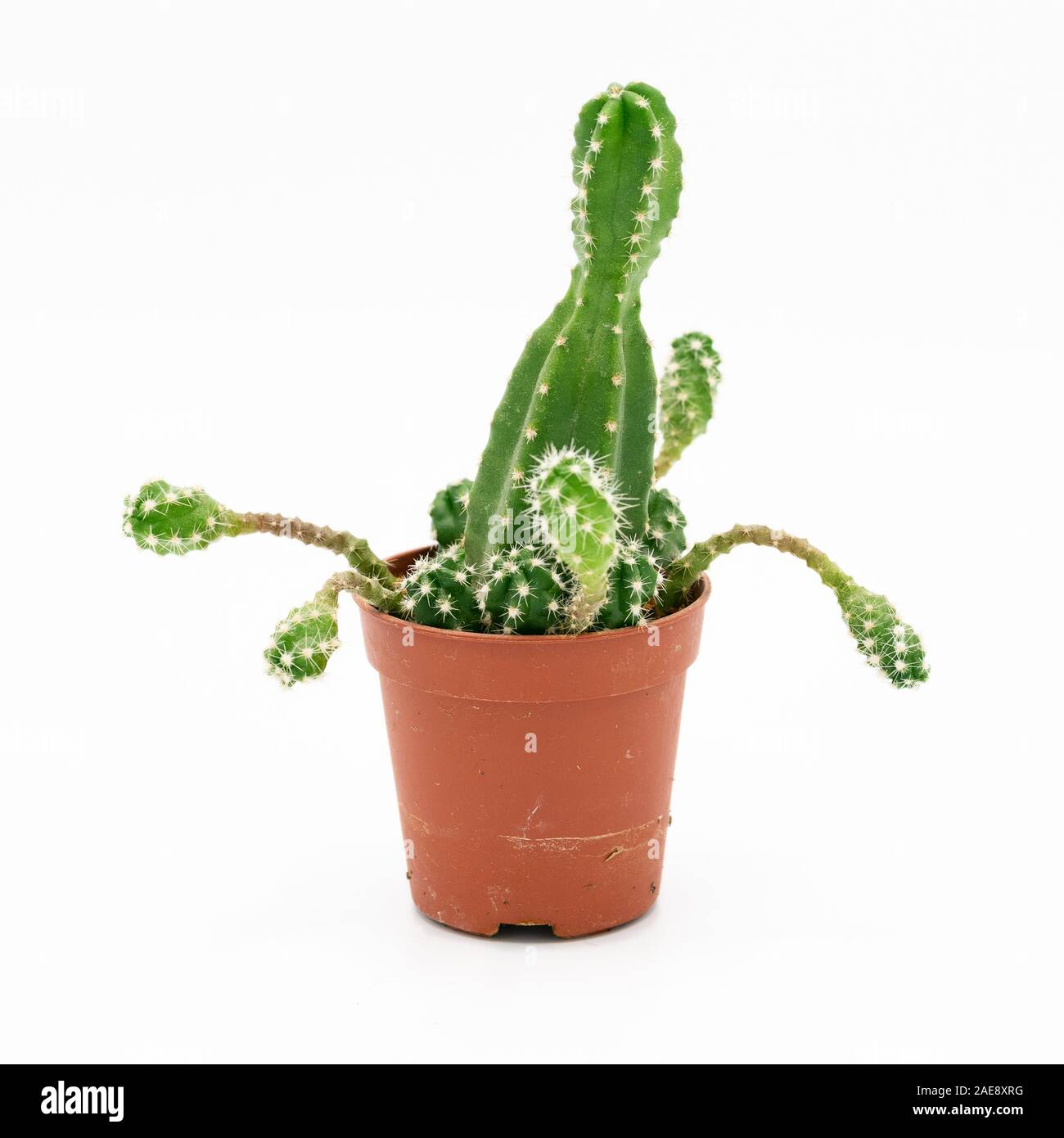 Small cactus succulent pots Cut Out Stock Images & Pictures - Alamy