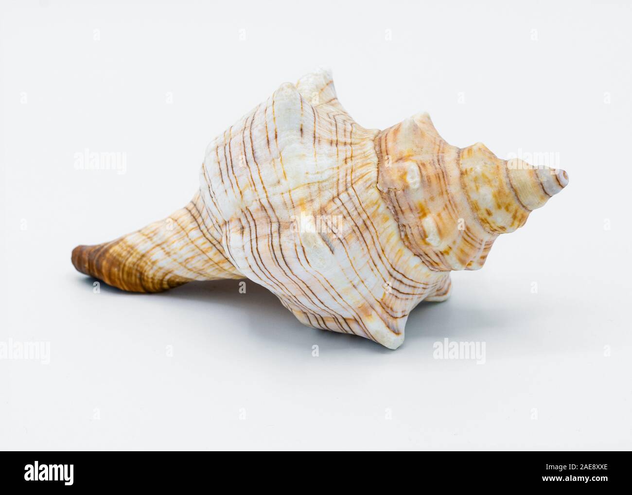 Sea Shell Close Up Marine Organism High Resolution Stock Photography ...