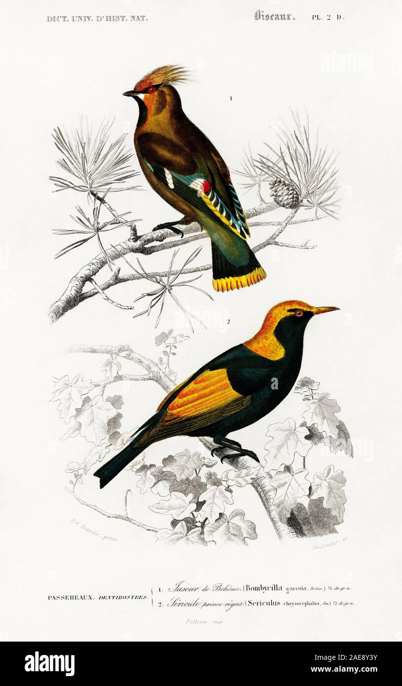 vintage natural history illustration Stock Photo - Alamy