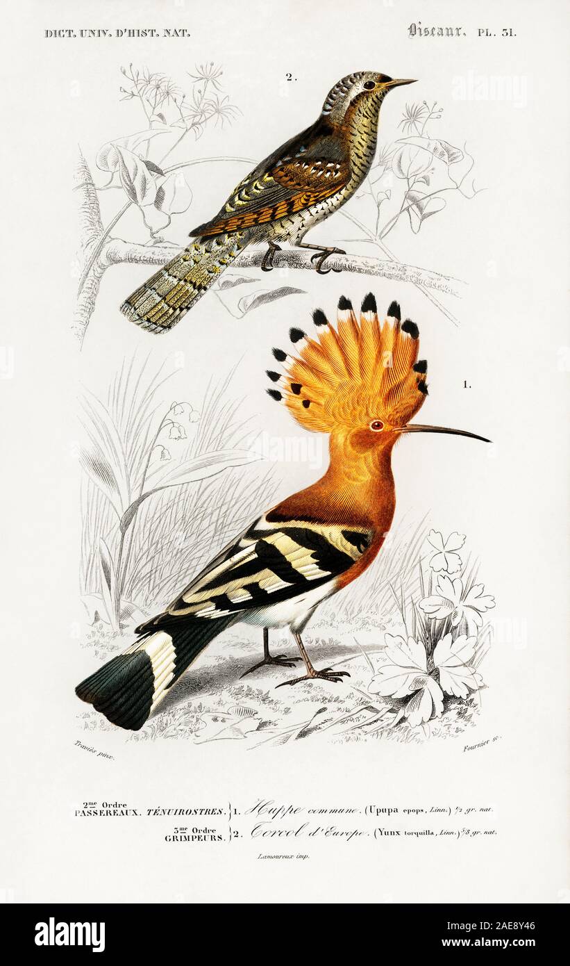vintage natural history illustration Stock Photo - Alamy
