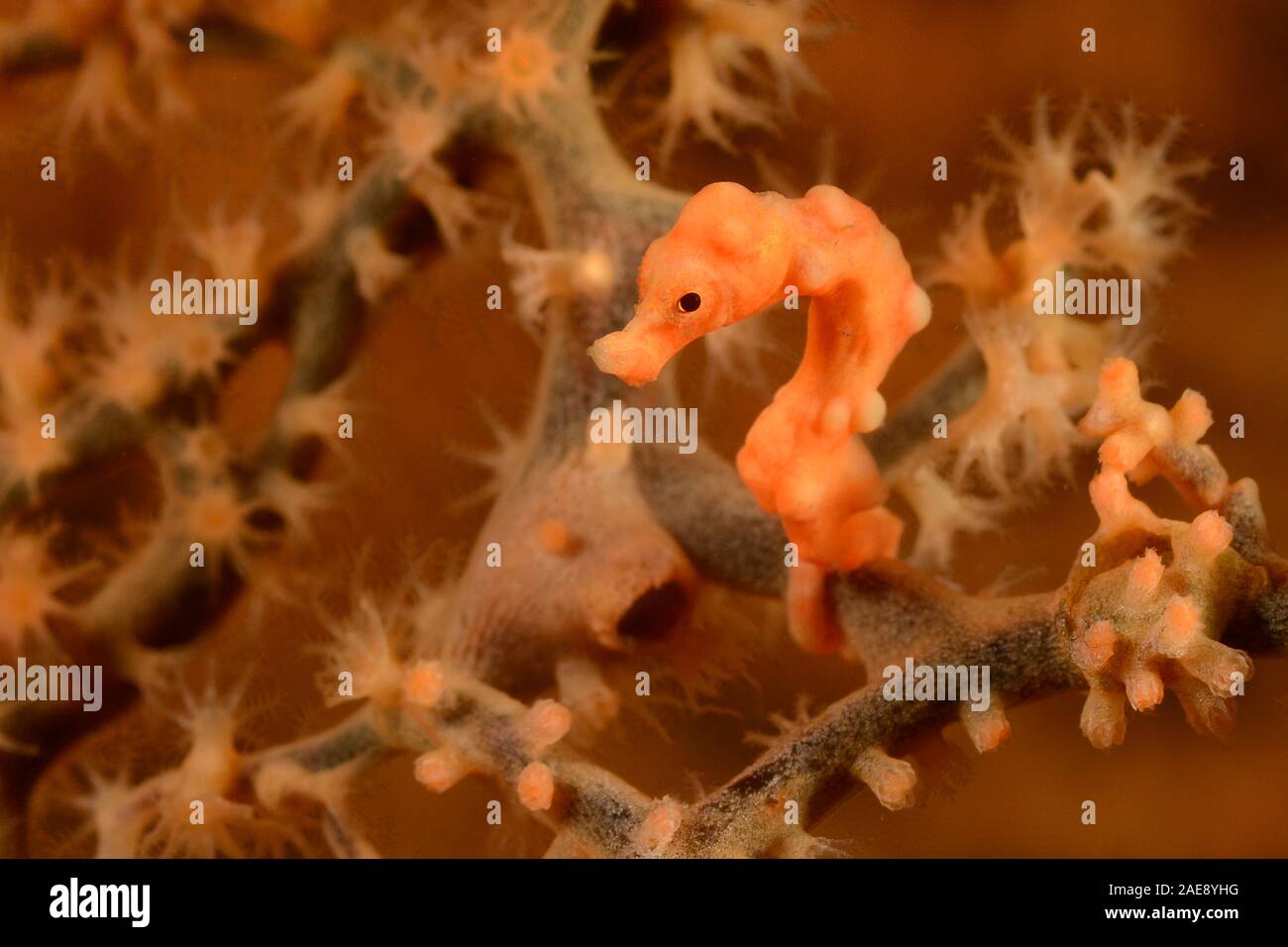 Worlds Smallest Seahorse