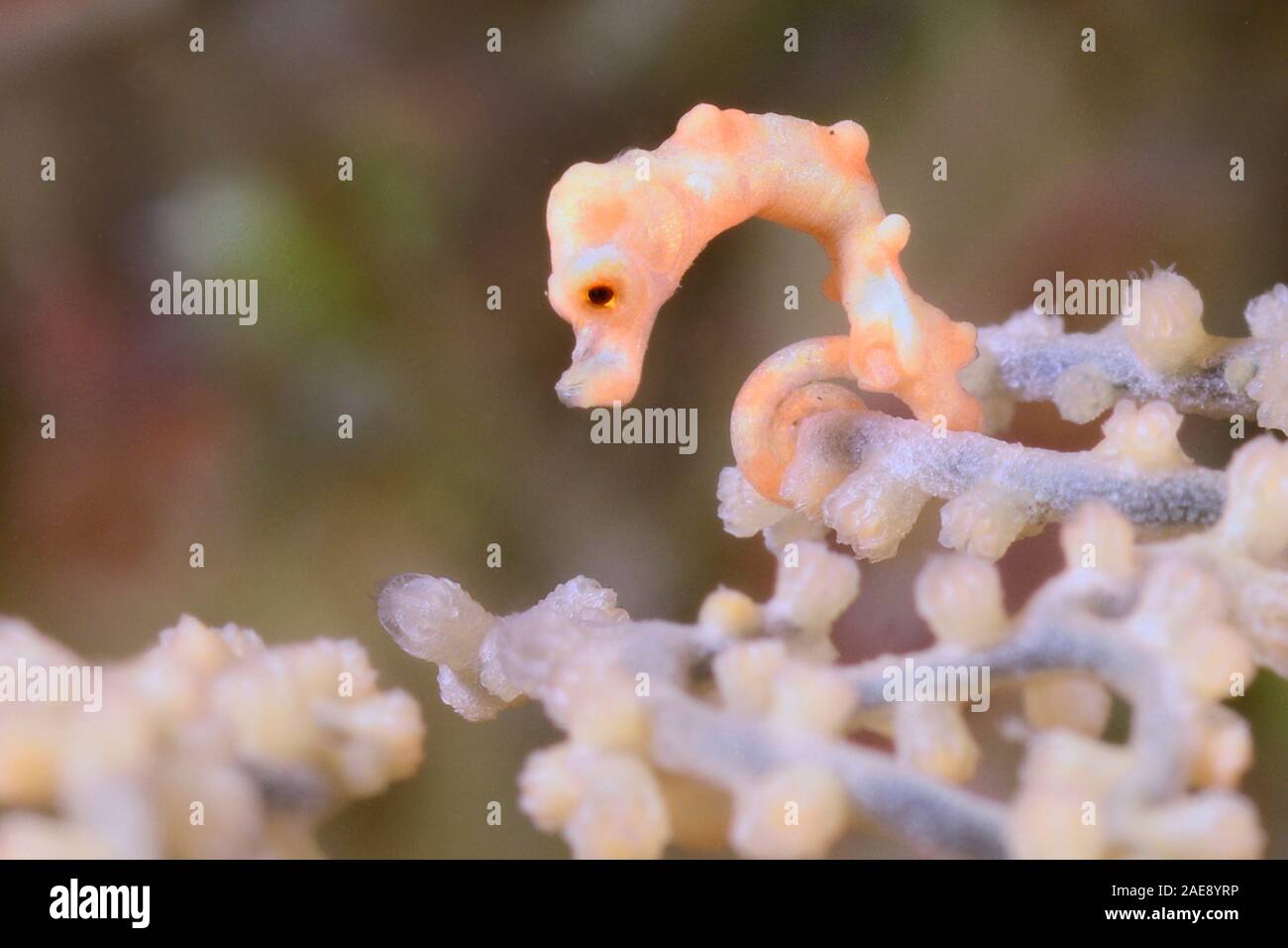 Worlds Smallest Seahorse