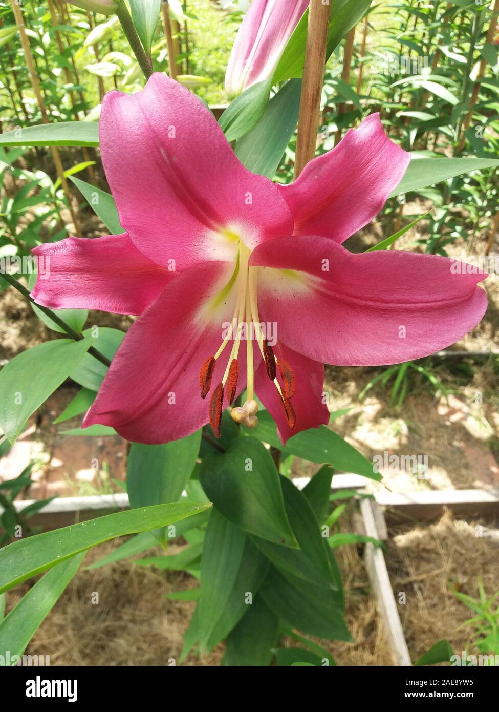 Robina lilium hi-res stock photography and images - Alamy