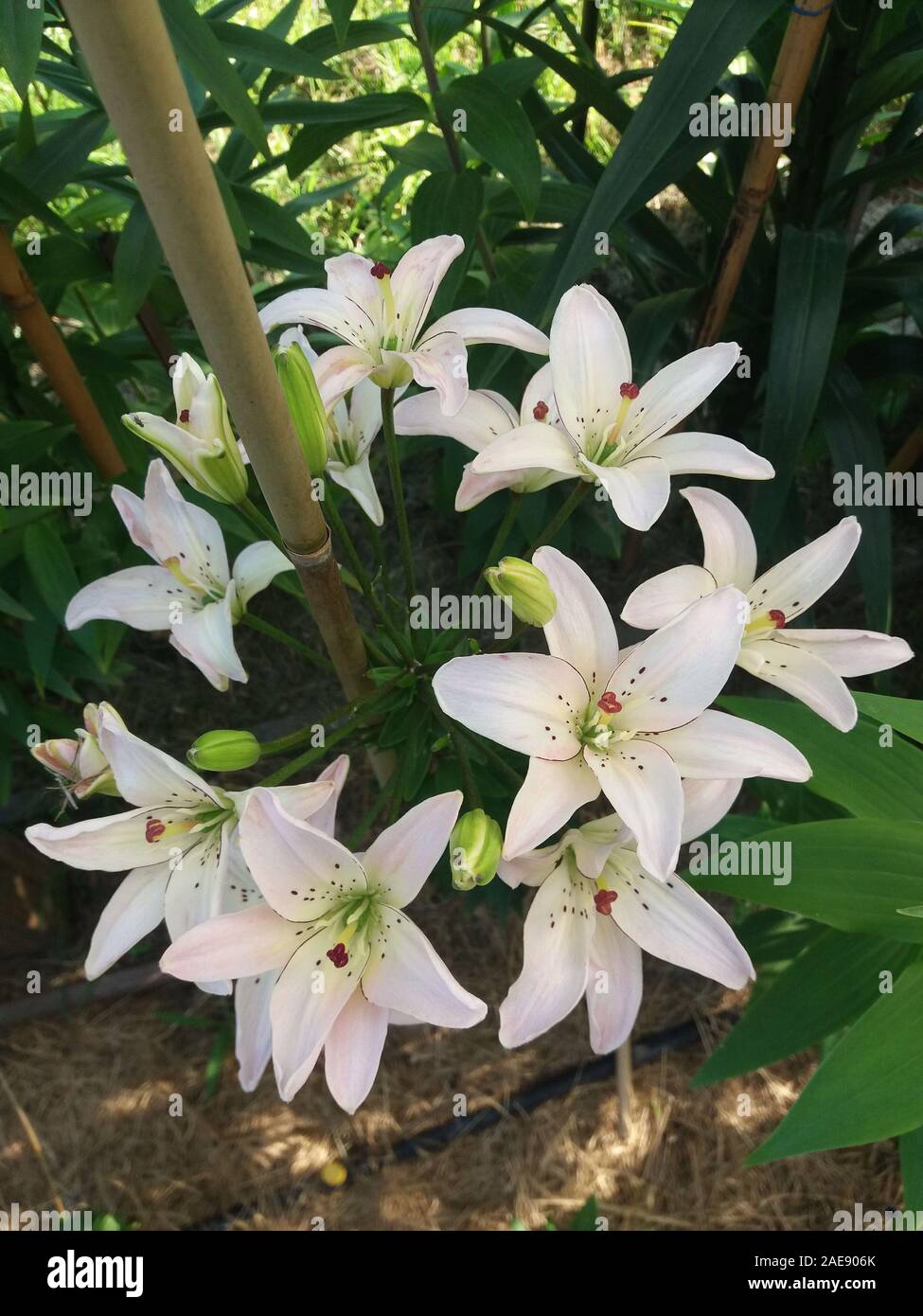 Elodie lily hi-res stock photography and images - Alamy