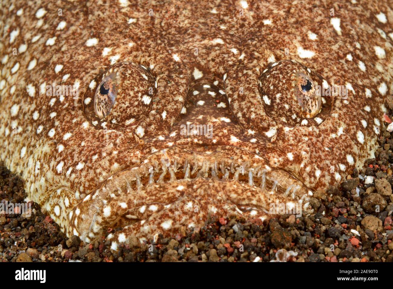 Southern stargazer hi-res stock photography and images - Alamy