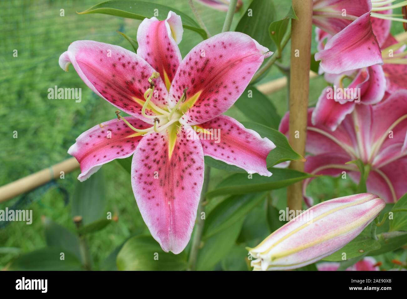 Stargazer lily bouquet hi-res stock photography and images - Alamy