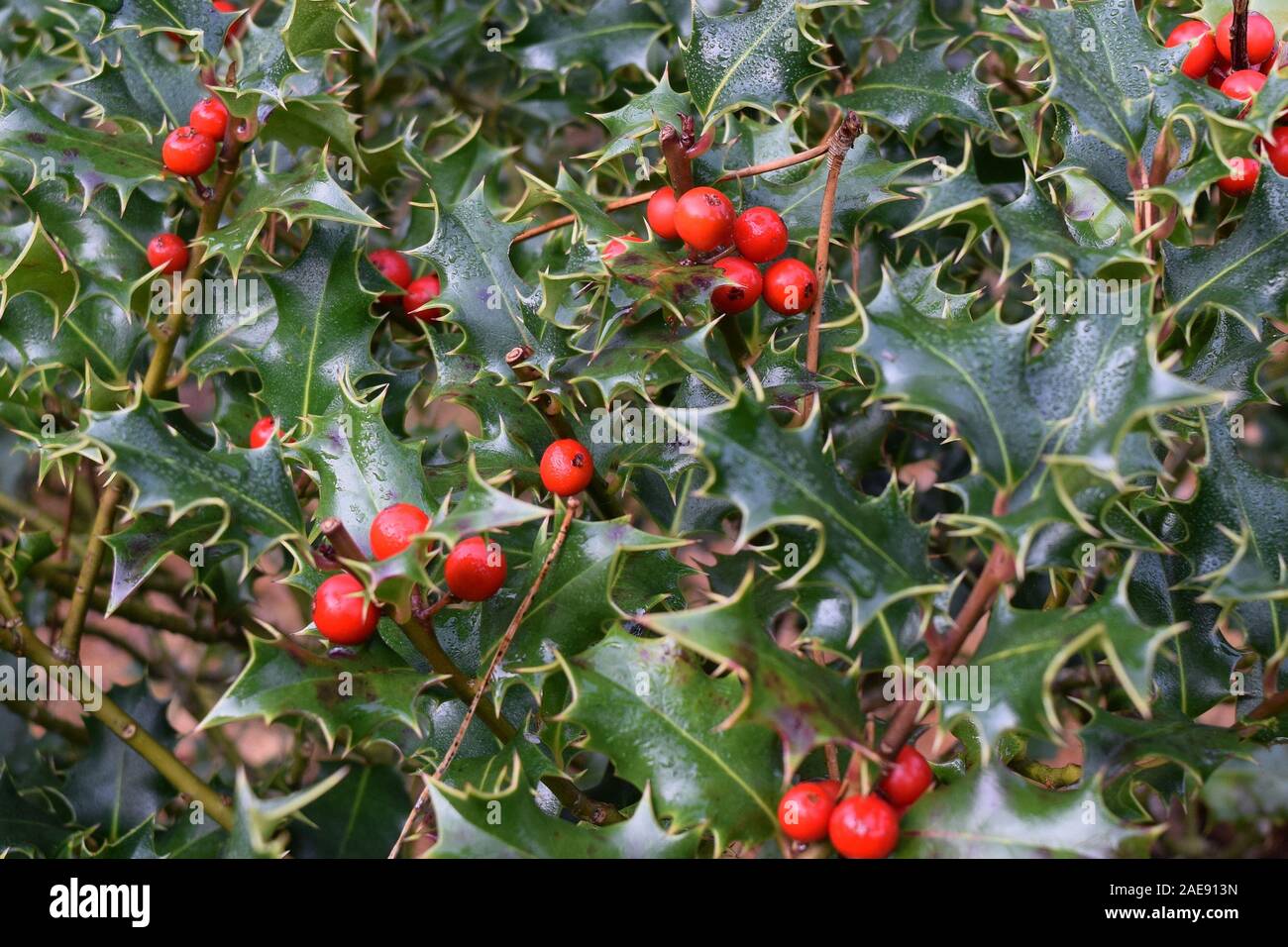 Sharp leaves hi-res stock photography and images - Alamy