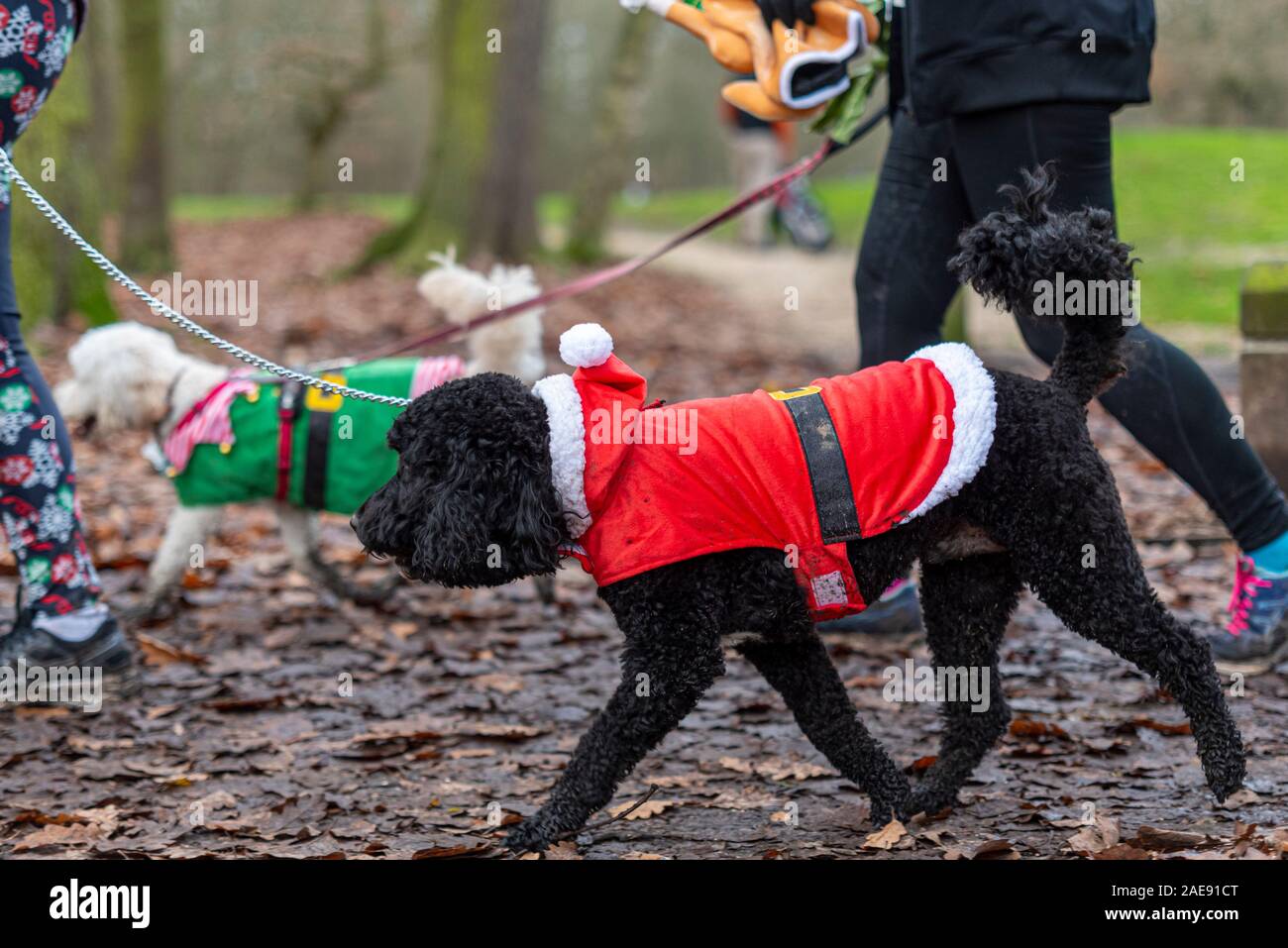 Mental elf hi-res stock photography and images - Alamy