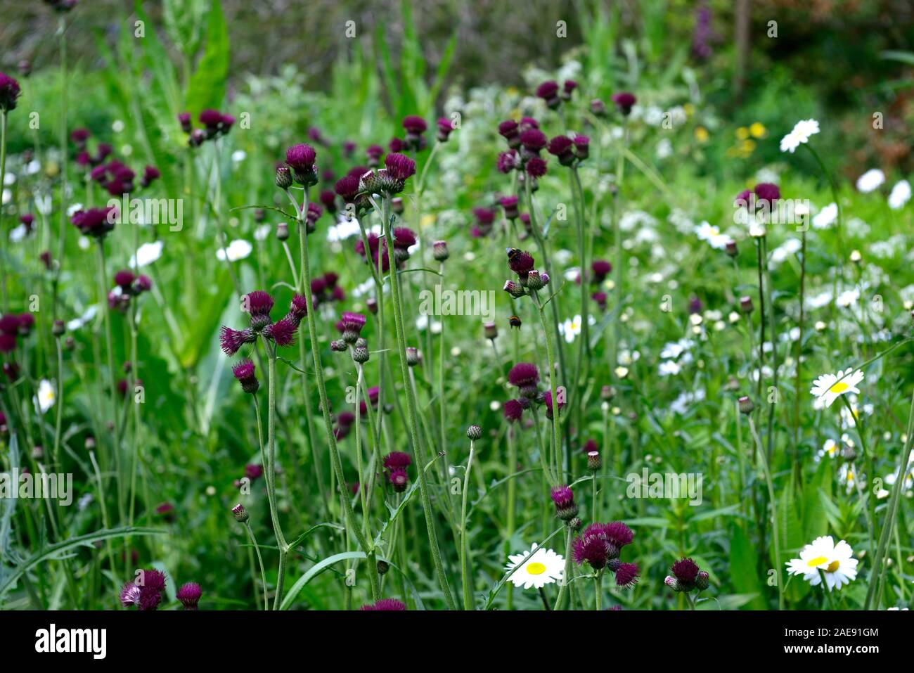 Brook thistle atropurpureum hi-res stock photography and images - Alamy