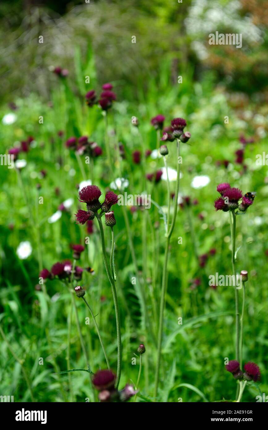 Cirsium rivulare atropurpureum,Brook thistle,ornamental thistle,deep ...