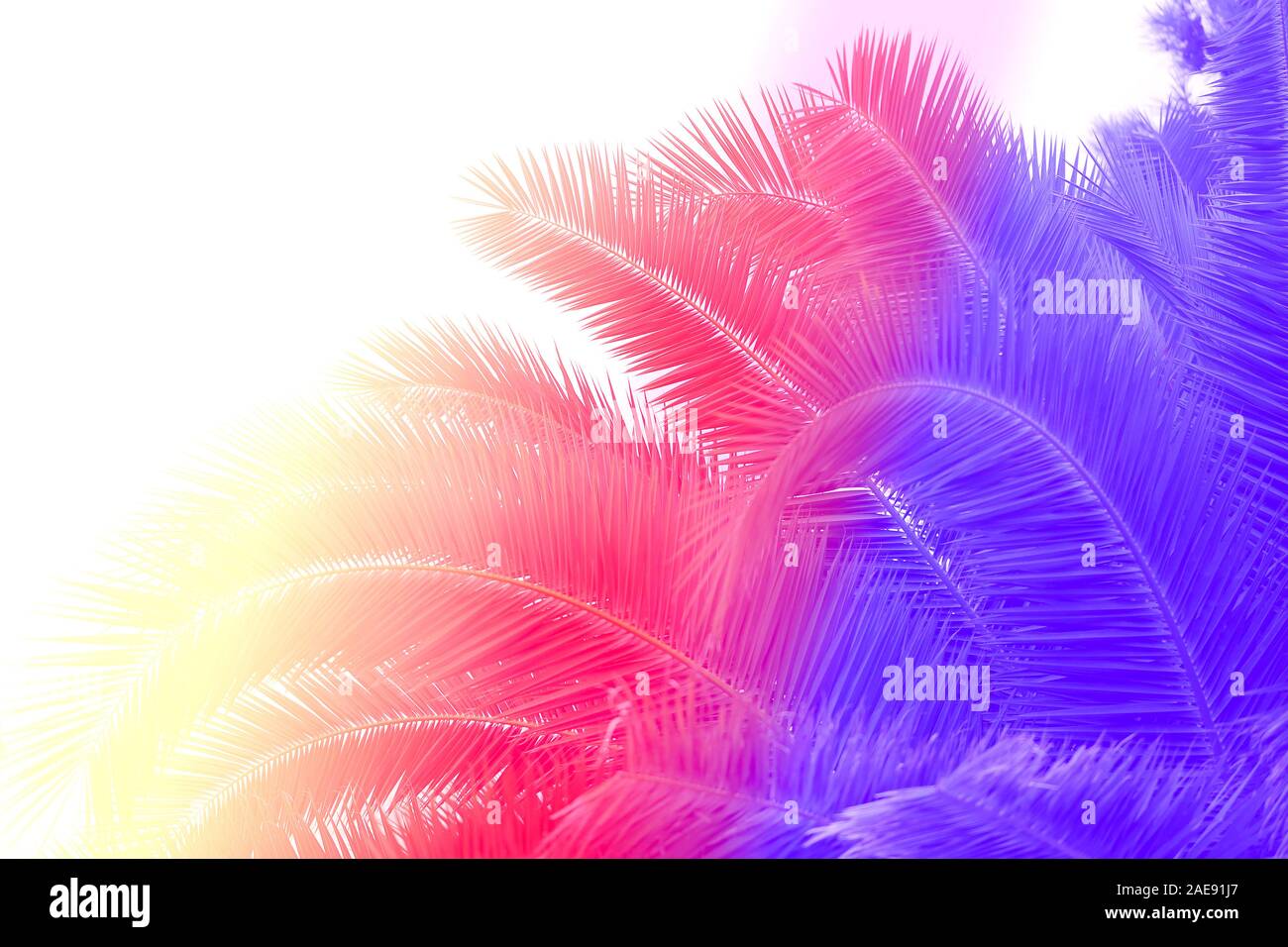 Purple palm hi-res stock photography and images - Alamy
