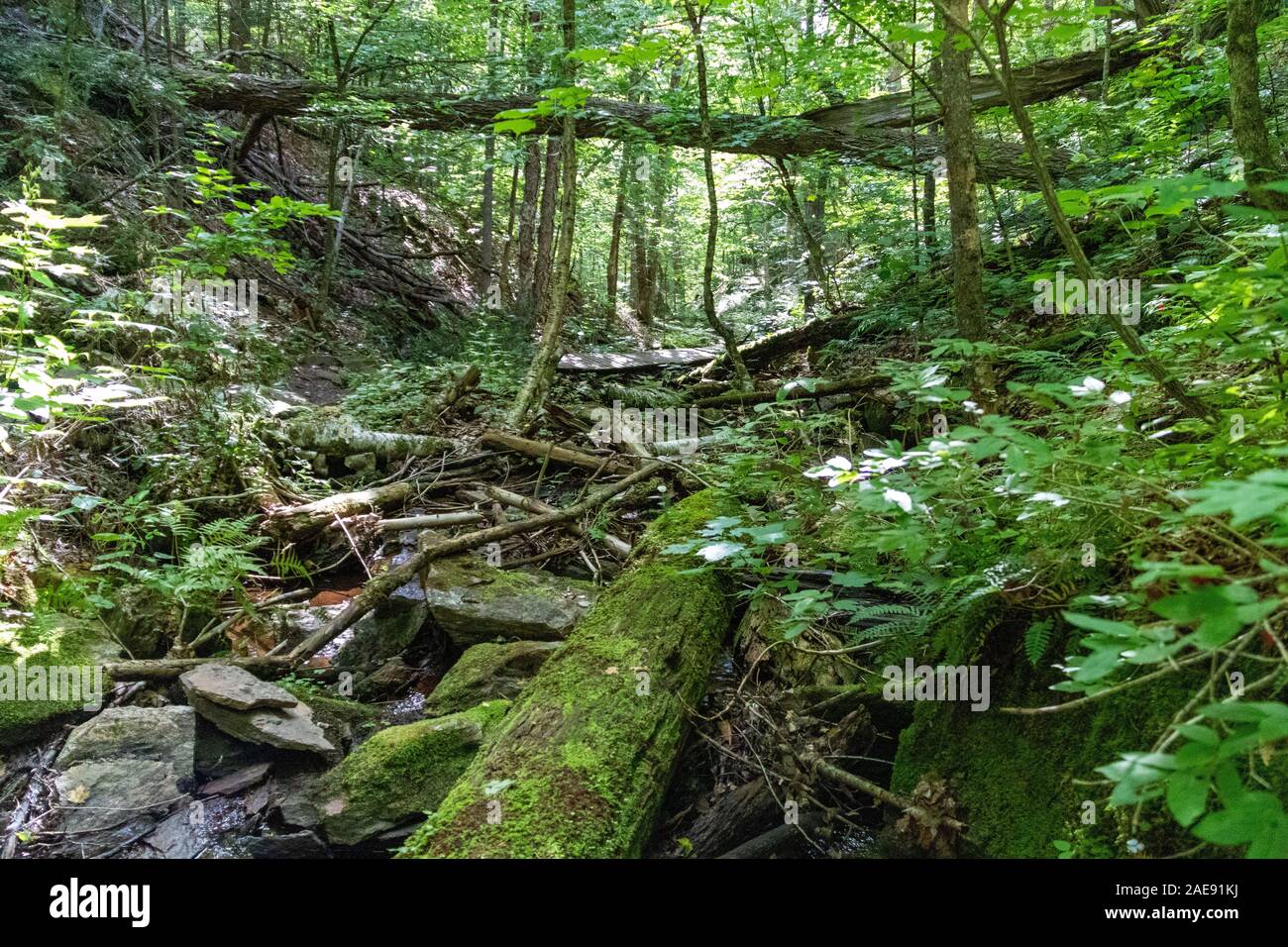 Forest scenery along Bat Lake Trail in Algonquin Provincial Park Stock ...