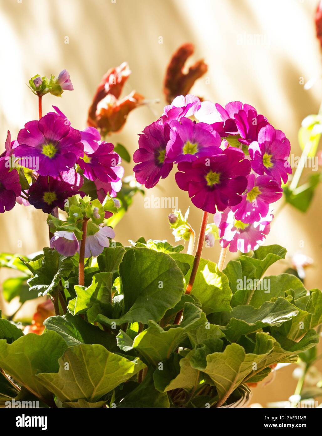 Primula plant hi-res stock photography and images - Alamy