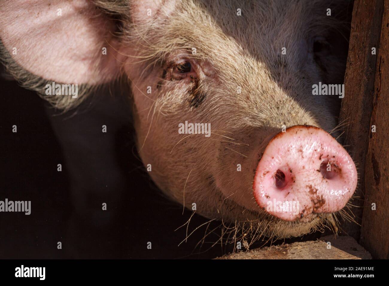 A little pig shows his round pink nose a little piglet with two holes ...