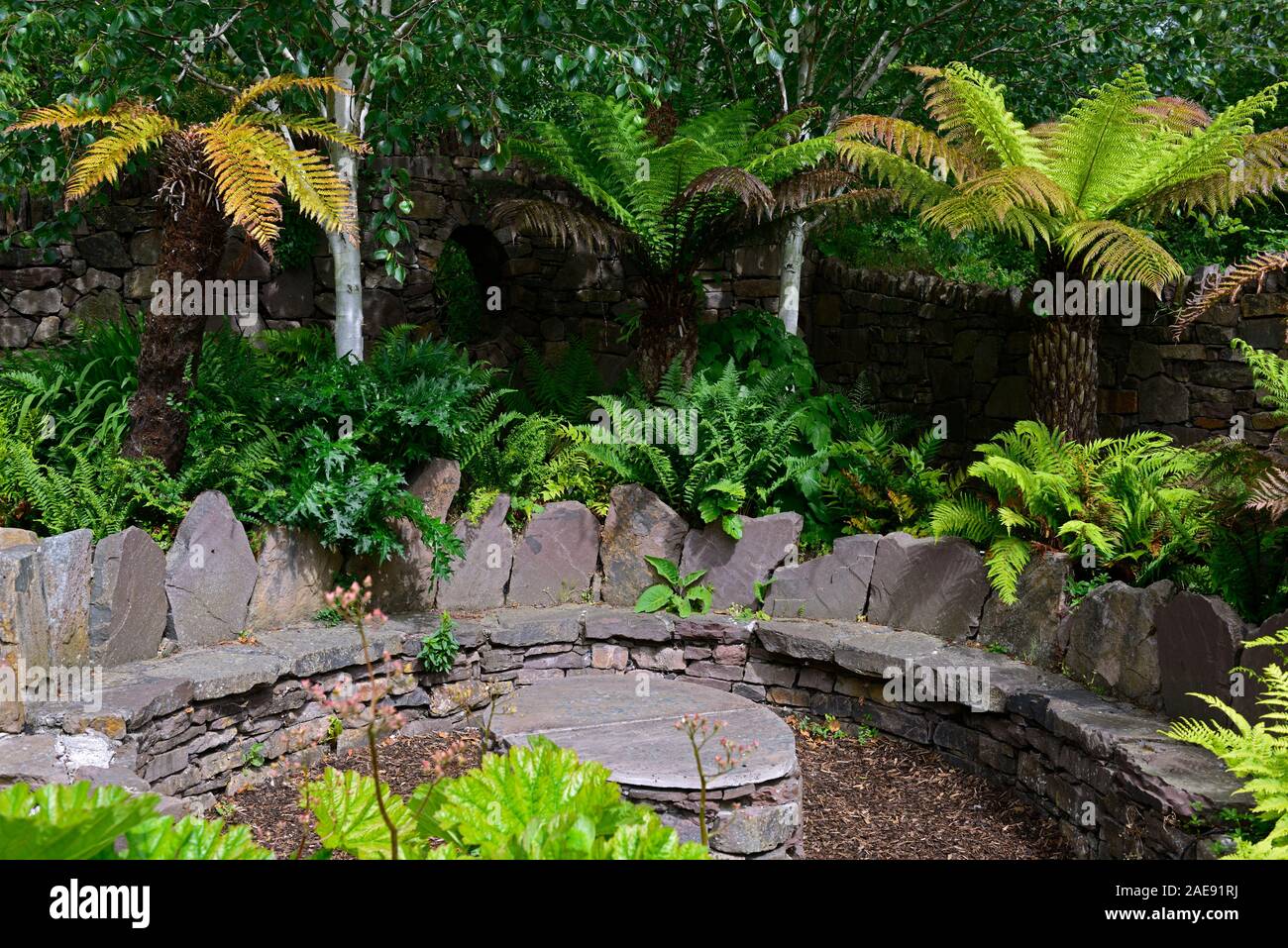 Dicksonia Antartica,Tree Fern,patio,shaded,shady,shade,area,fernery ...