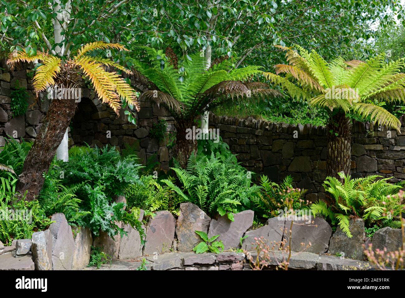 Dicksonia Antartica,Tree Fern,patio,shaded,shady,shade,area,fernery ...