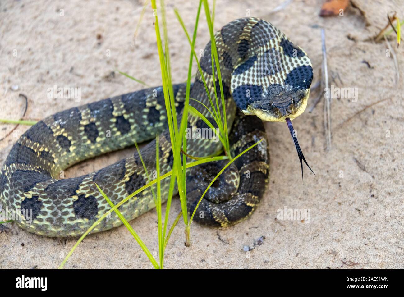 Eastern Hognose Snake with flattened neck on sandy soil with grass ...