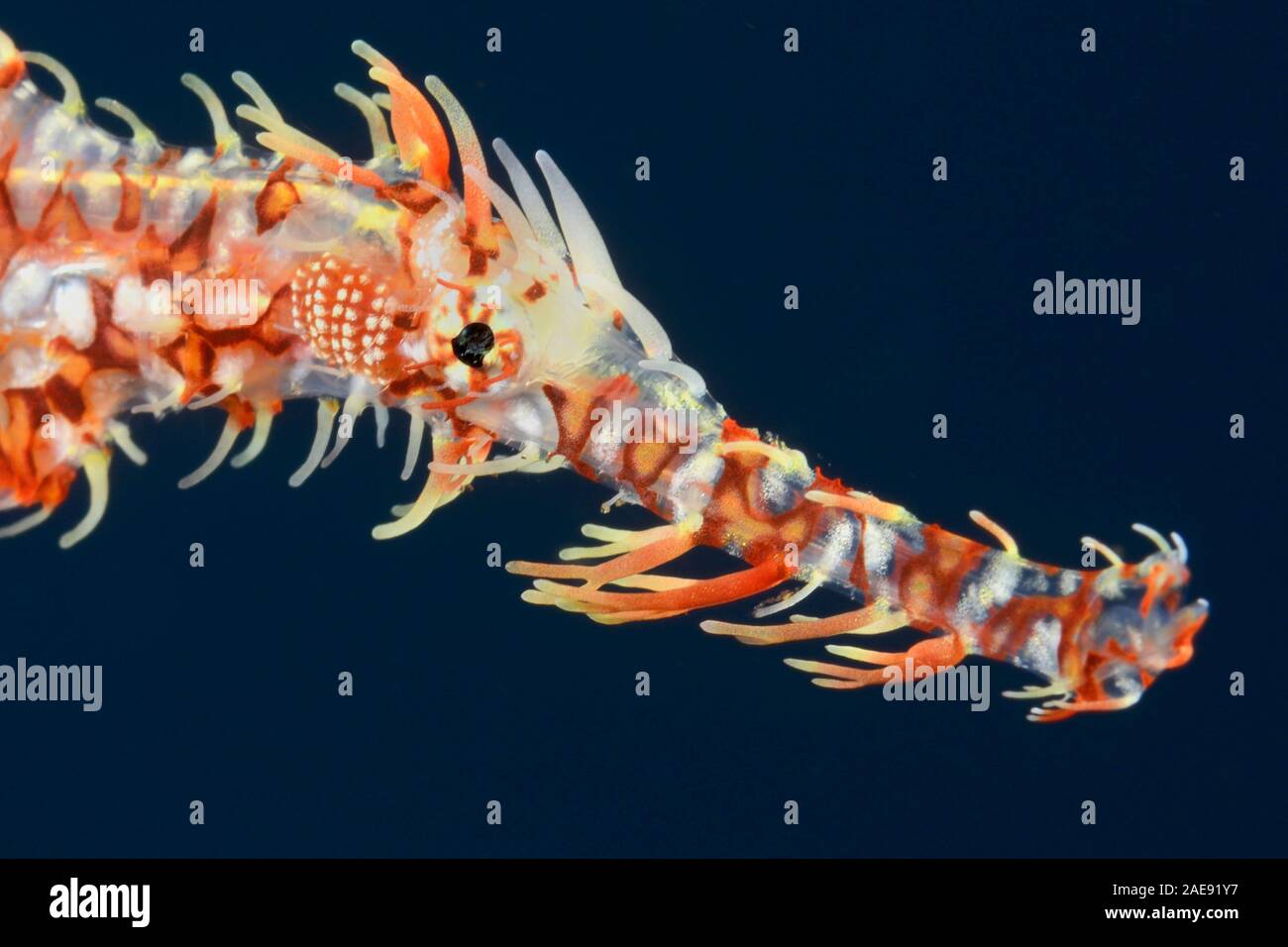 Pipefish hi-res stock photography and images - Alamy