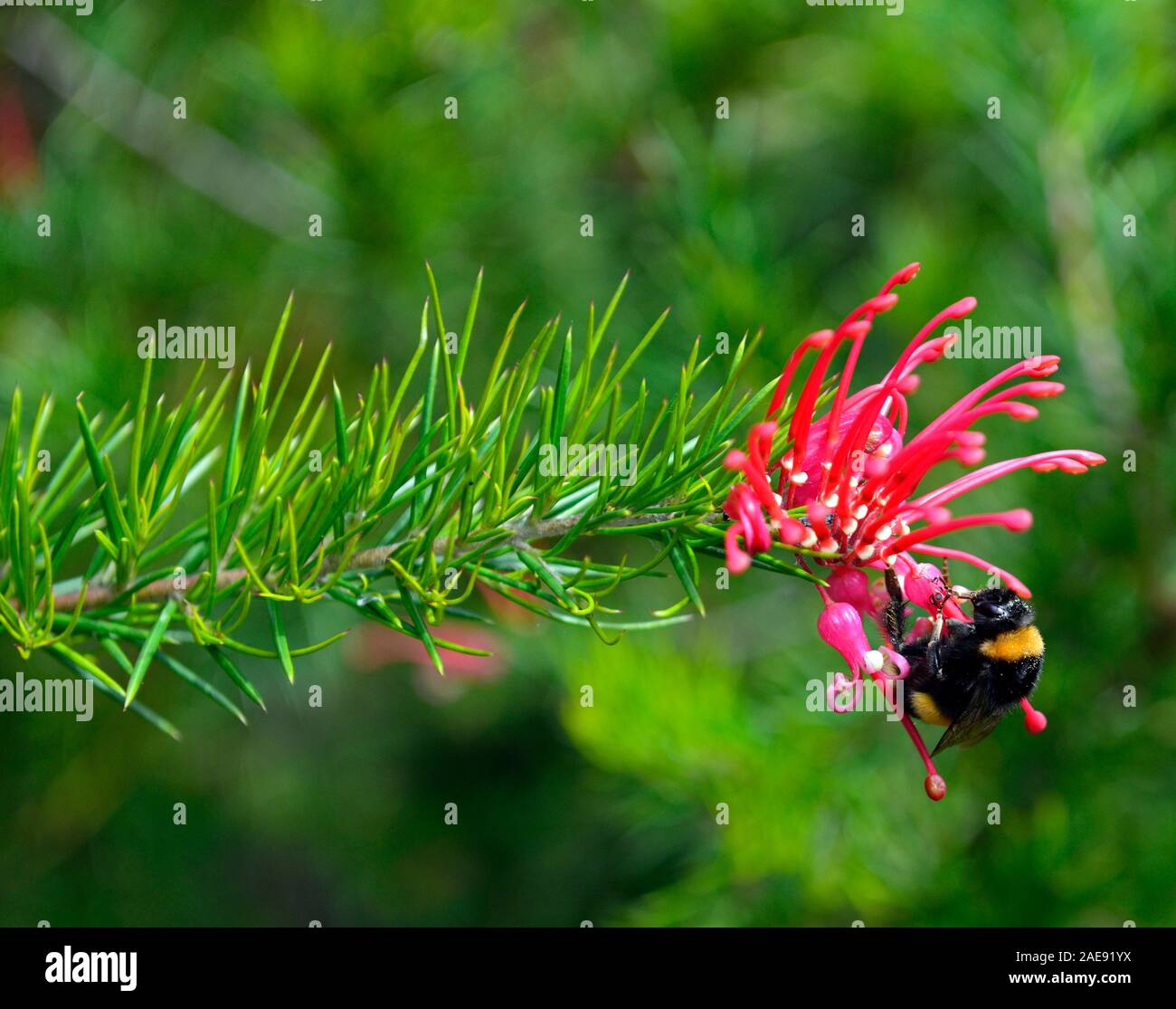 grevillea rosmarinifolia,Rosemary Grevillea,Proteaceae,bumble bee ...