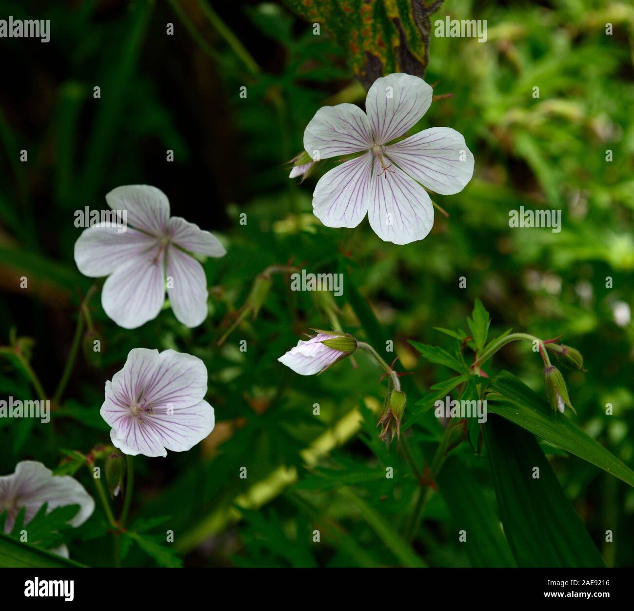 geranium clarkei kashmir white,geraniums,flower,flowers,flowering,white ...