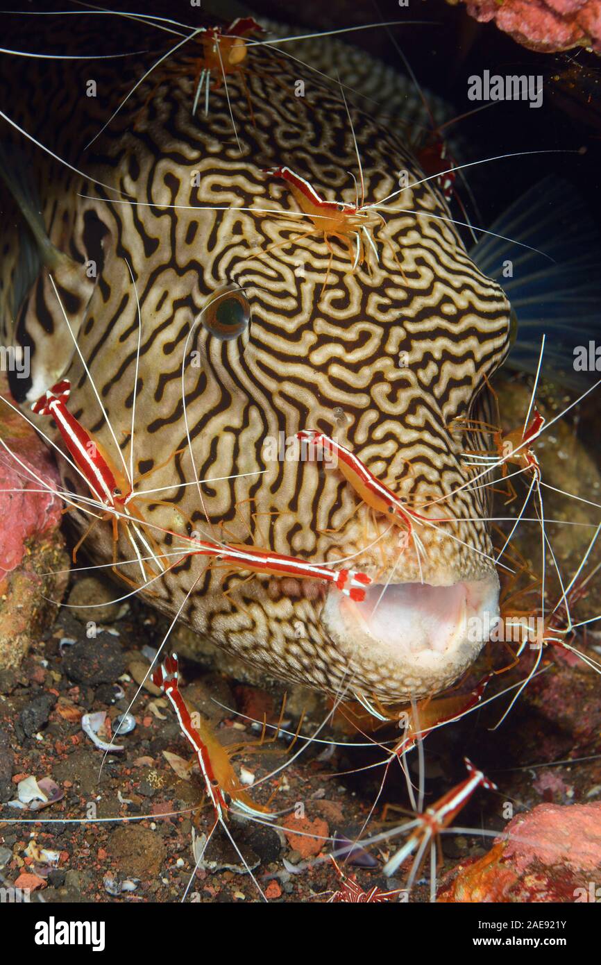 Cleaning map hi-res stock photography and images - Alamy