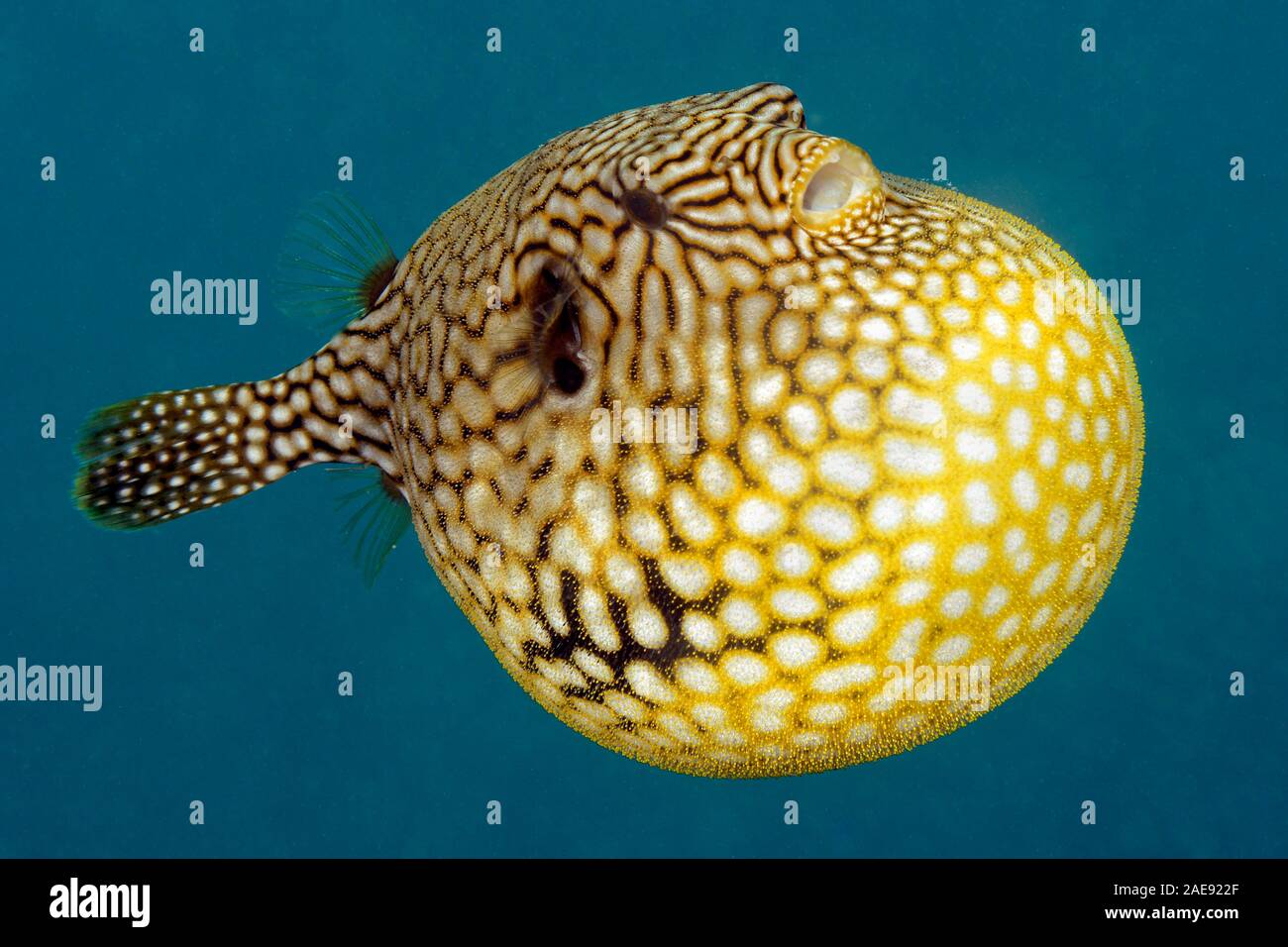 Map puffer, Arothron mappa,Tulamben, Bali, Indonesia Stock Photo - Alamy