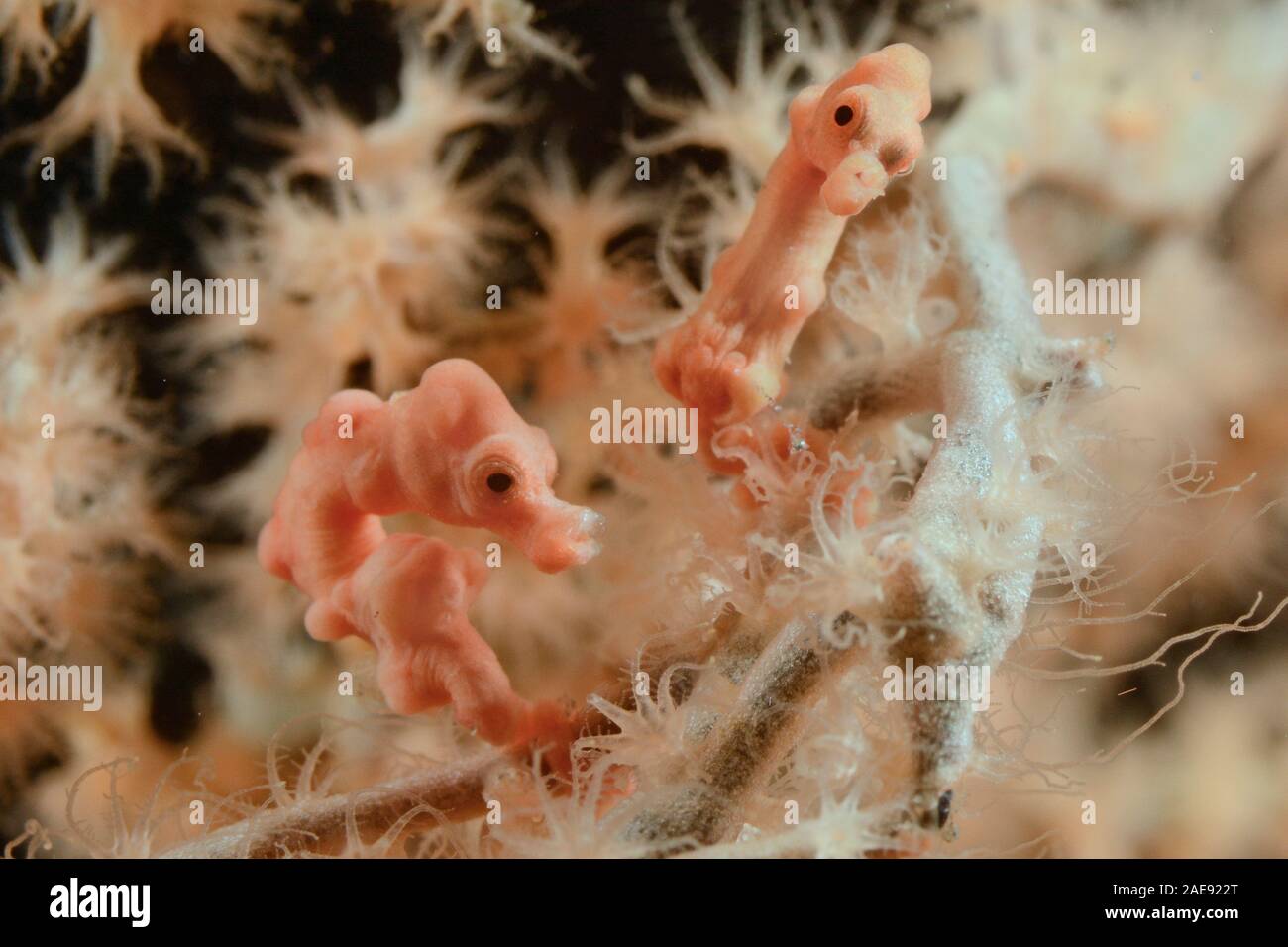 Pygmy seahorse, Hippocmpus denise, Tulamben, Indonesia. The tiny Denise ...
