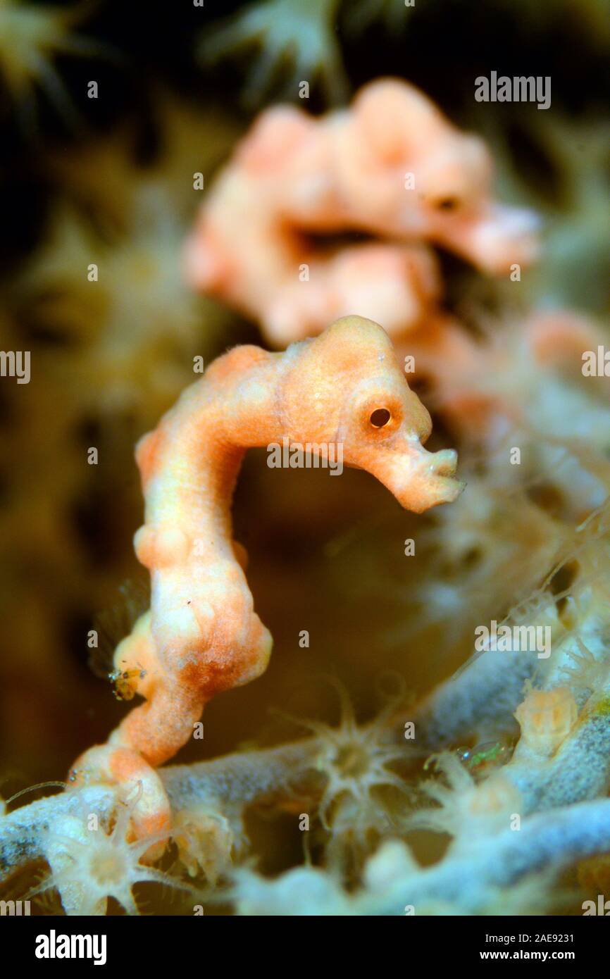 Worlds Smallest Seahorse