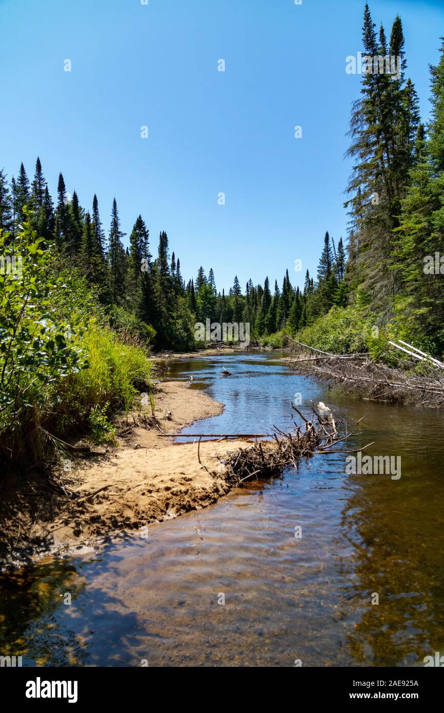 Creek through green Canadian forest with blue sky Stock Photo - Alamy
