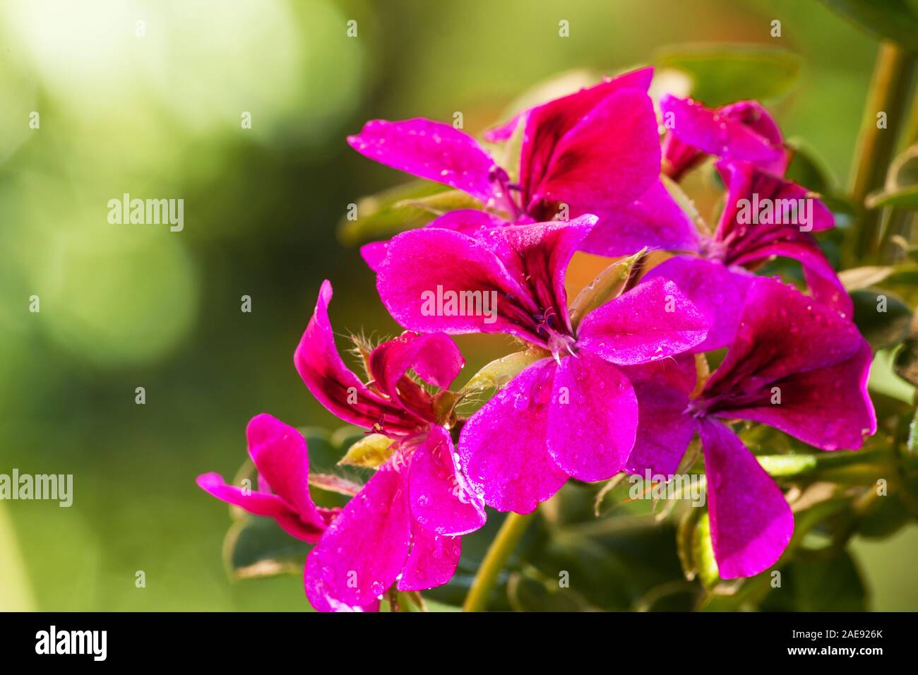 Beautiful geranium hi-res stock photography and images - Alamy