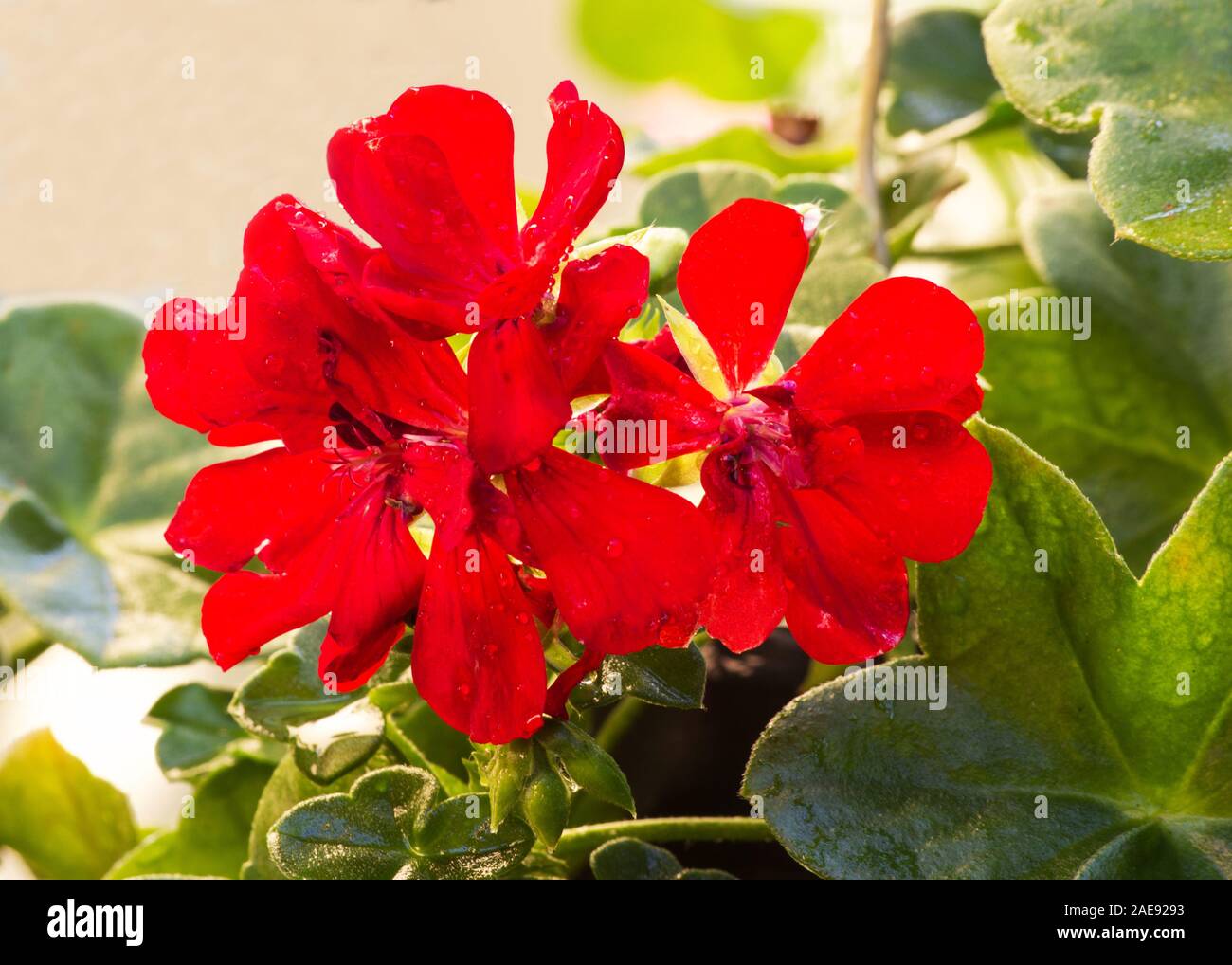 Scent geranium hi-res stock photography and images - Alamy