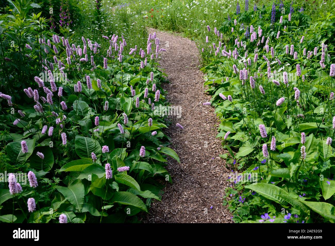Persicaria Bistorta,Common Bistort,path,pathway,gardn,gardens,flower ...