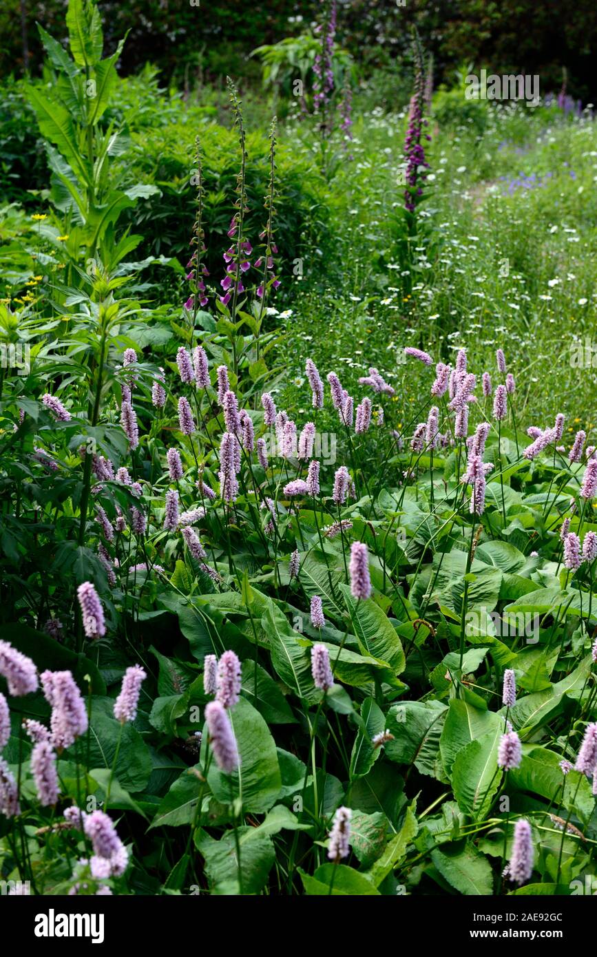 Persicaria Bistorta,Common Bistort,path,pathway,gardn,gardens,flower ...