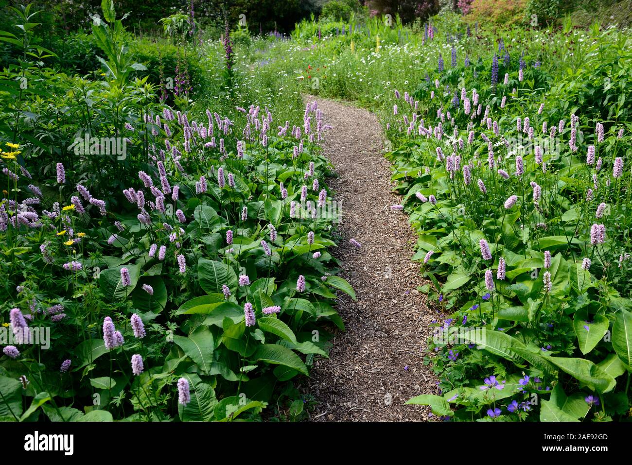 Persicaria Bistorta,Common Bistort,path,pathway,gardn,gardens,flower ...