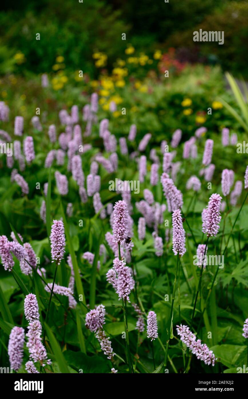 Persicaria Bistorta,Common Bistort,path,pathway,gardn,gardens,flower ...