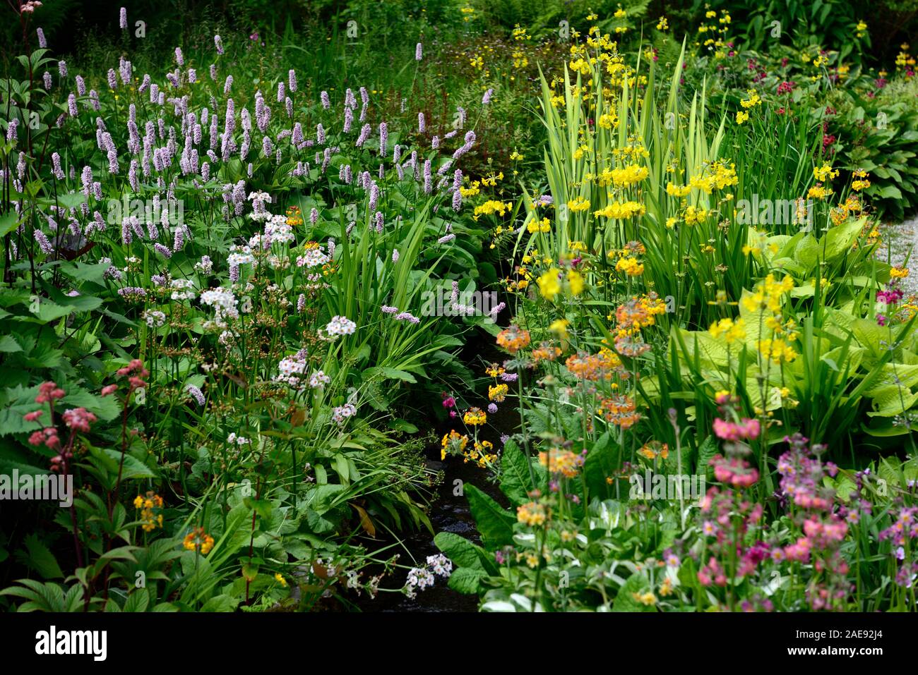 Wet flower hi-res stock photography and images - Alamy
