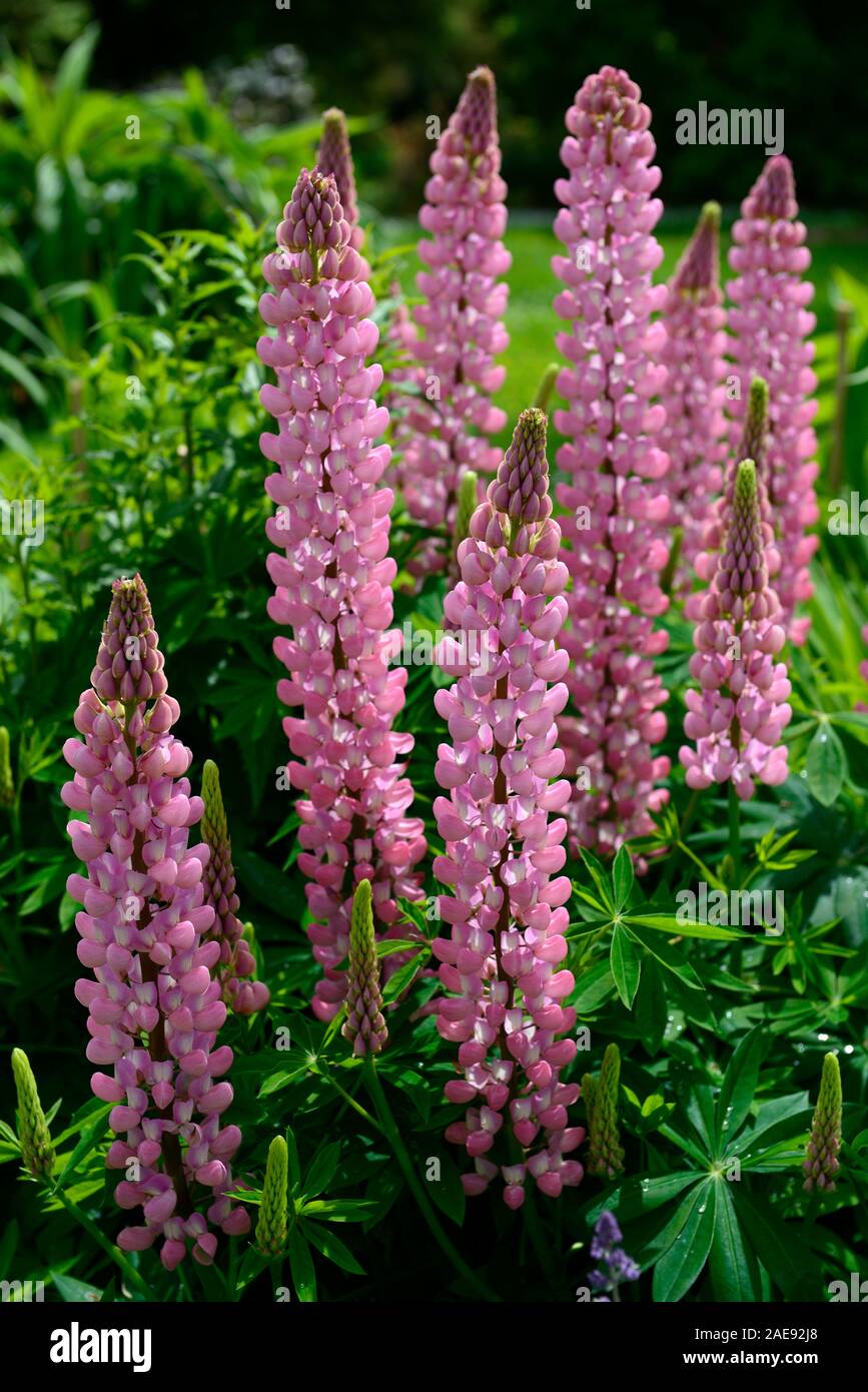 Lupinus,lupin,lupins,pink Lupin,flowers,flowers,raceme,racemes ...