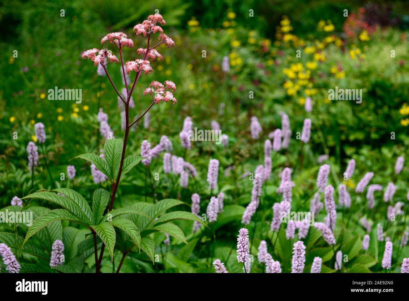 Persicaria rubra hi-res stock photography and images - Alamy