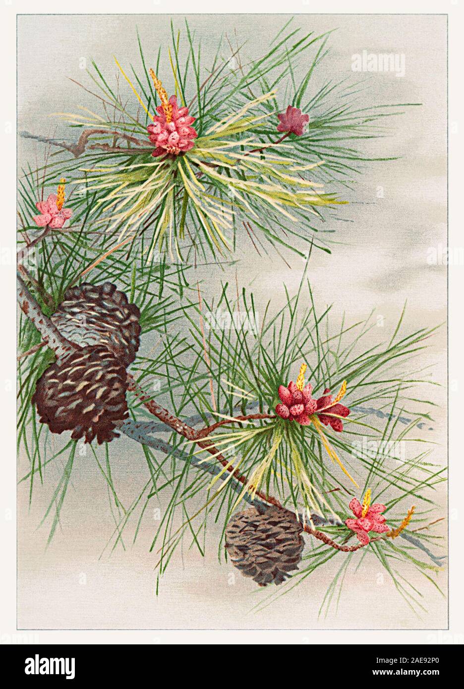 vintage christmas themed illustration Stock Photo - Alamy