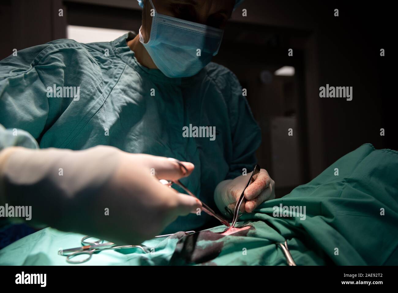 Low Key lighting during a spay surgery at a vet clinic in London ...