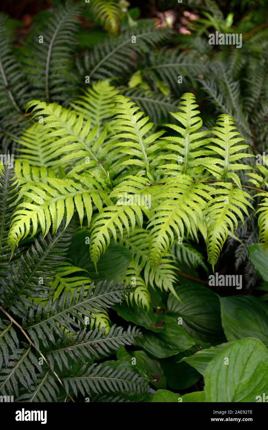 Chain ferns hi-res stock photography and images - Alamy